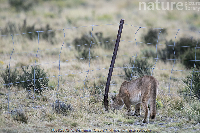 Stock photo of Mountain Lion (Puma concolor) at ranch fence, Torres del ...