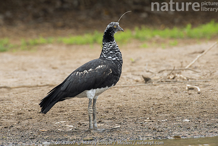Stock photo of Horned Screamer (Anhima cornuta), South America ...