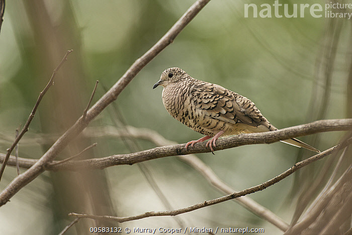 Stock photo of Scaled Dove (Columbina squammata), South America ...