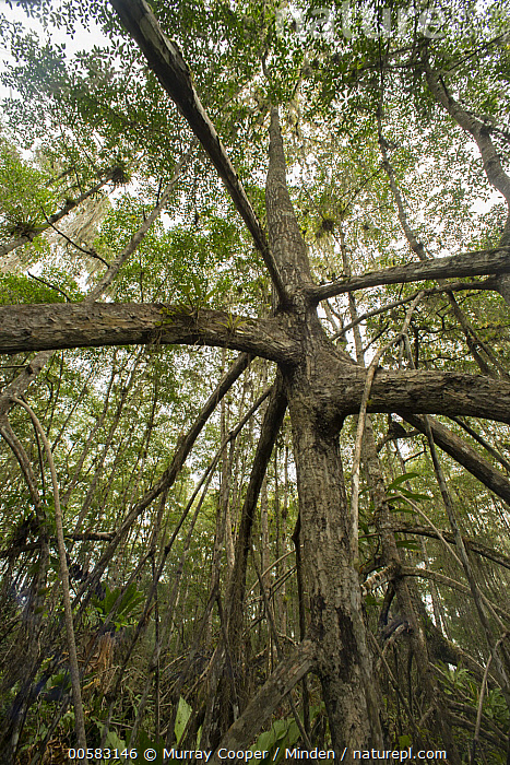 Stock photo of Mangrove (Rhizophora sp) aerial roots, Cayapas Mataje ...