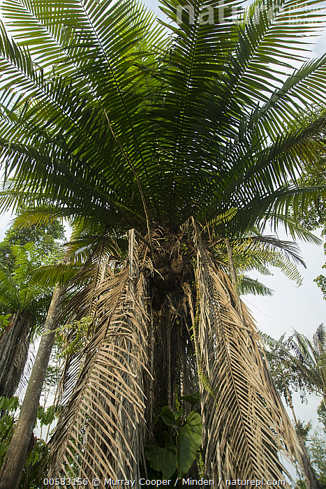 Stock photo of Tagua Palm (Phytelephas macrocarpa), South America ...