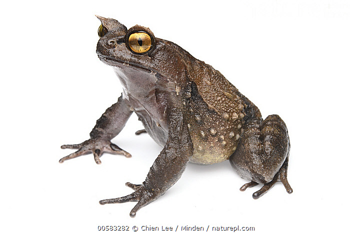 Stock photo of Kobayashi's Horned Frog (Megophrys kobayashii), Kinabalu ...