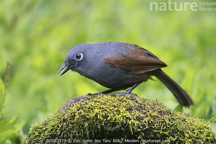 Stock photo of Sunda Laughingthrush (Garrulax palliatus), Sabah, Borneo ...