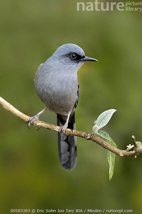 Stock photo of Beautiful Sibia (Heterophasia pulchella), Yunnan, China. Available for sale on ...