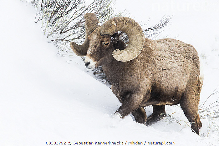 Stock photo of Bighorn Sheep (Ovis canadensis) ram in winter, Lamar ...