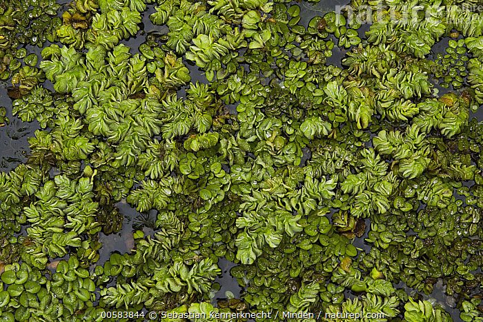 Stock photo of Floating Watermoss (Salvinia natans), an invasive ...