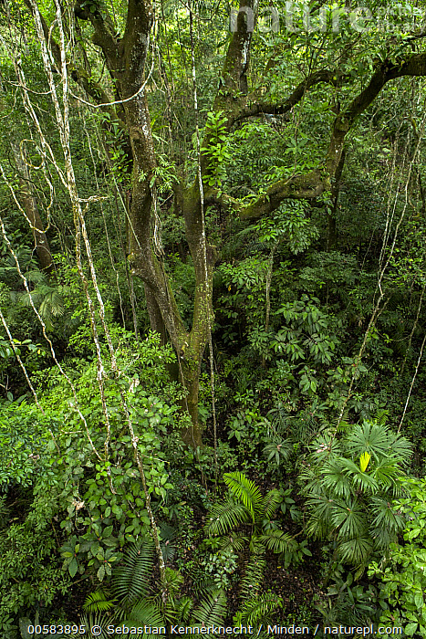 Stock photo of Semi-deciduous tropical moist rainforest mid-story ...