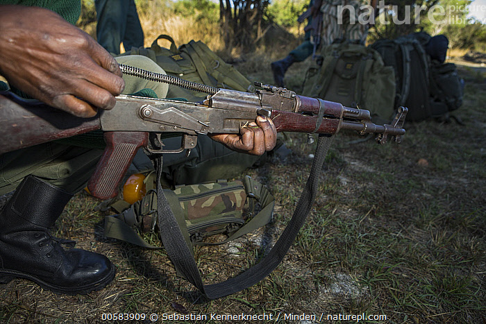 Stock photo of Anti-poaching scout checking rifle before deployment ...