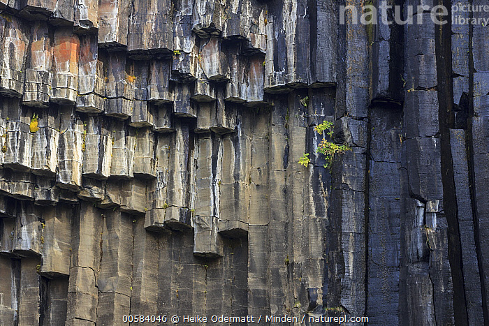 Stock photo of Plant growing on basalt columns, Svartifoss Waterfall ...