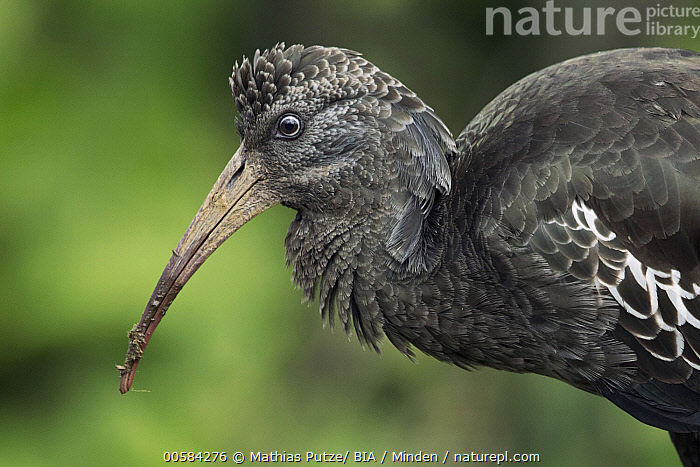 Stock photo of Wattled Ibis (Bostrychia carunculata), Sheka Forest ...