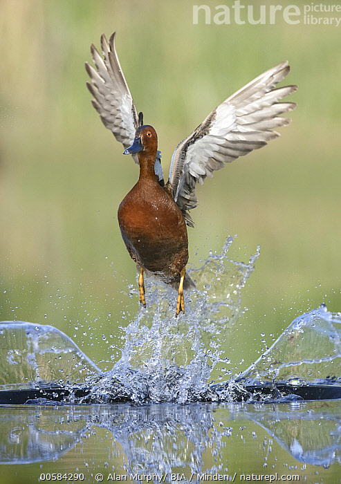 Stock photo of Cinnamon Teal (Anas cyanoptera) male taking flight ...