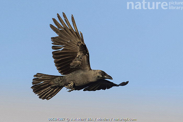 Stock photo of House Crow (Corvus splendens) flying, Eilat, Israel ...