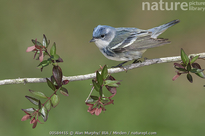 Stock photo of Cerulean Warbler (Setophaga cerulea) male, Texas ...