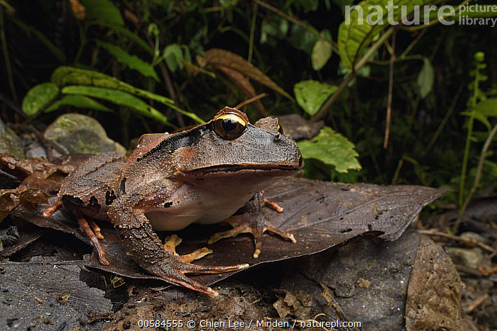 Stock photo of Arfak Cannibal Frog (Lechriodus platyceps), Arfak ...