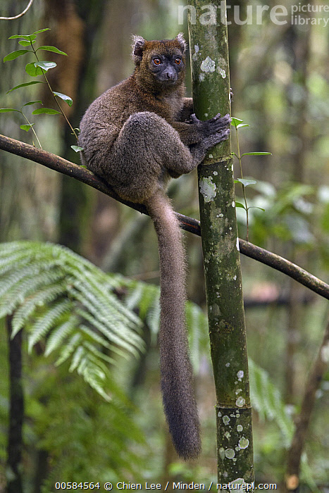 Stock photo of Greater Bamboo Lemur (Prolemur simus), Ranomafana ...