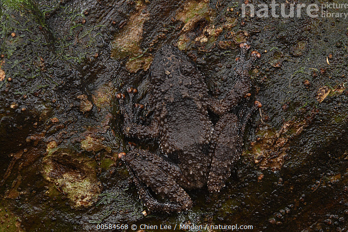 Stock photo of Rough Tree Frog (Theloderma horridum) camouflaged on ...