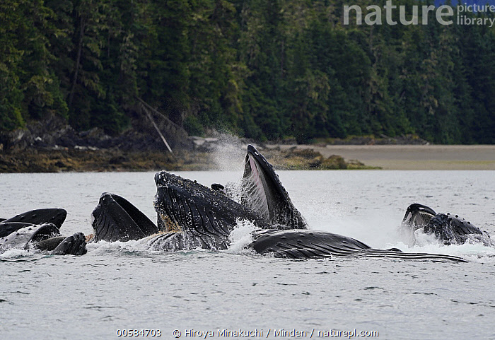 Stock photo of Humpback Whale (Megaptera novaeangliae) pod gulp feeding ...