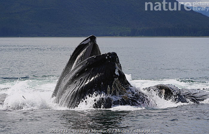 Stock photo of Humpback Whale (Megaptera novaeangliae) pair gulp ...
