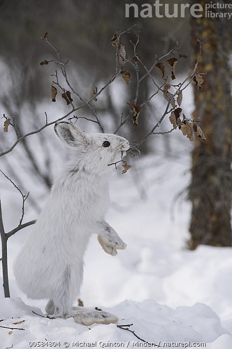 Stock photo of Snowshoe Hare (Lepus americanus) browsing in winter ...