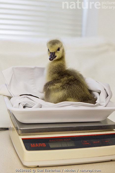 Stock photo of Canada Goose (Branta Canadensis) orphan gosling on scale ...