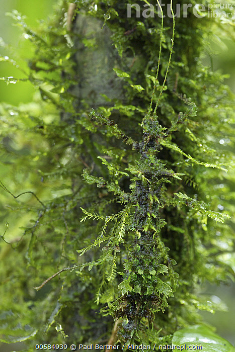 Stock photo of Mossy Stick Insect (Trychopeplus laciniatus) female ...