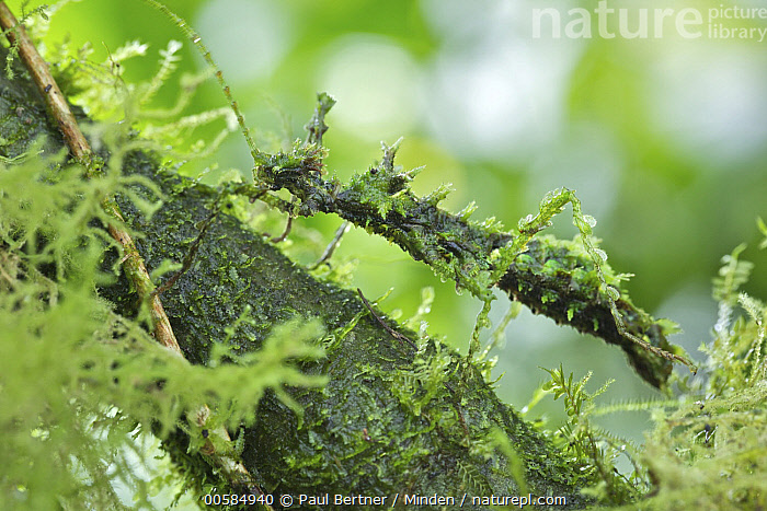 Stock photo of Mossy Stick Insect (Trychopeplus laciniatus) female ...