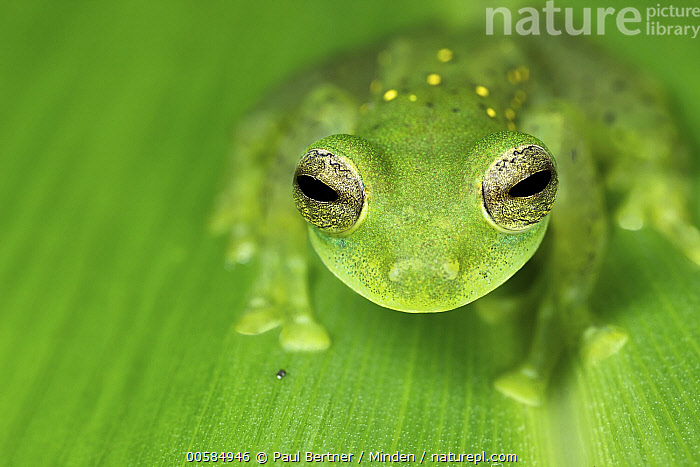 Stock photo of Glass Frog (Centrolenidae), Mindo Cloud Forest, Ecuador ...