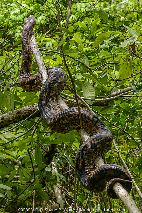 Stock photo of Malagasy Ground Boa (Acrantophis madagascariensis ...