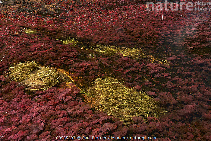 Stock photo of Riverweed (Macarenia clavigera) in river, Colombia ...