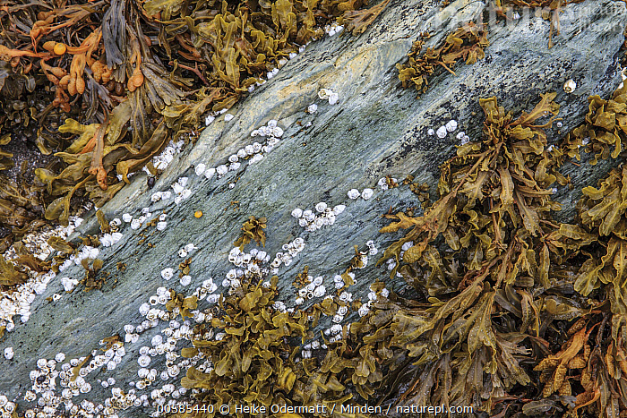 Stock photo of Northern Acorn Barnacle (Balanus balanoides) group and ...