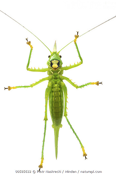 Stock photo of Katydid (Copiphora cochleata), Costa Rica. Available for ...