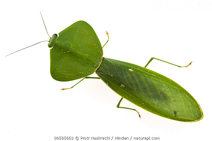 Stock photo of Peruvian Shield Mantis (Choeradodis rhombicollis), Costa ...