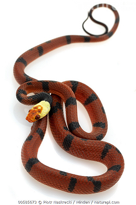 Stock photo of Banded Tree Snake (Tripanurgos compressus), Costa Rica ...