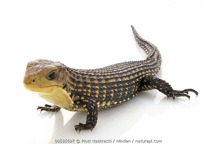 Stock photo of Rough-scaled Plated Lizard (Gerrhosaurus major ...