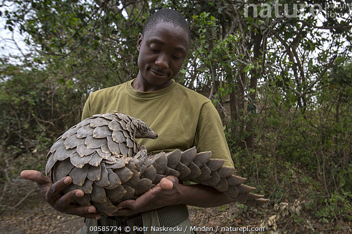 Stock photo of Cape Pangolin (Manis temminckii) rescued from poachers ...