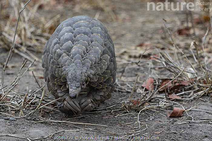 Stock photo of Cape Pangolin (Manis temminckii), Gorongosa National ...