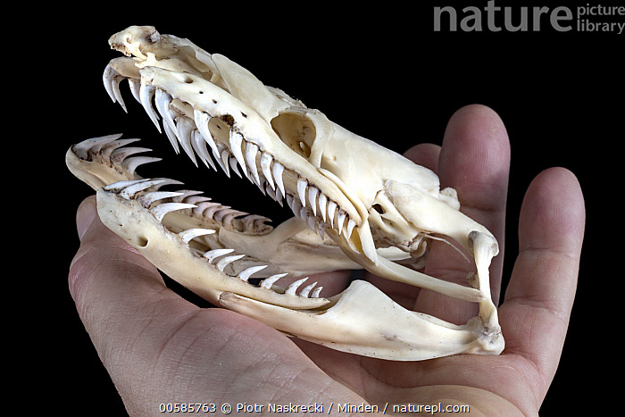 Stock photo of Southern African Python (Python natalensis) skull ...