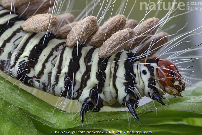 Stock photo of Braconid Wasp (Braconidae) cocoons attached to ...