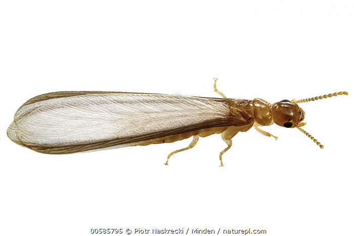 Stock photo of Drywood Termite (Cryptotermes cavifrons) alate ...
