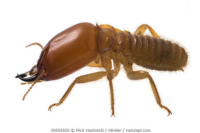 Stock photo of Fungus Growing Termite (Macrotermes mossambicus) soldier ...