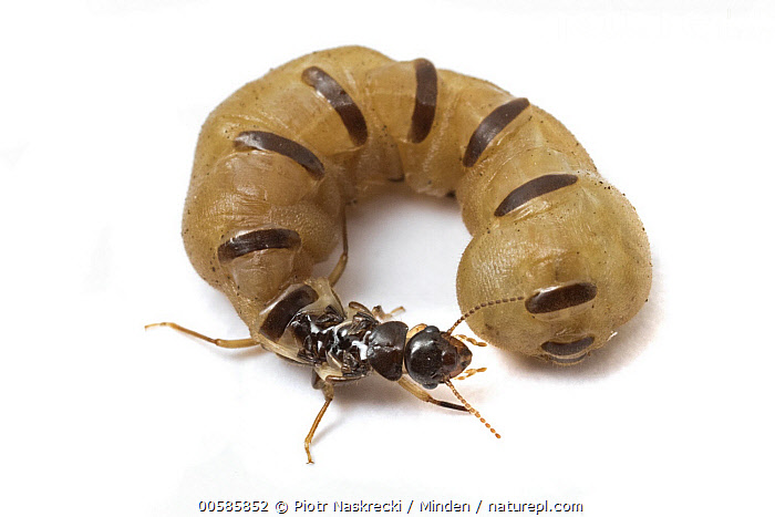 Stock photo of Higher Termite (Cubitermes pallidiceps) queen, Gorongosa ...