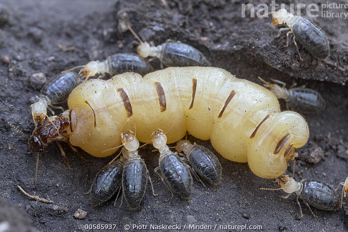 Stock photo of Higher Termite (Cubitermes pallidiceps) queen being ...