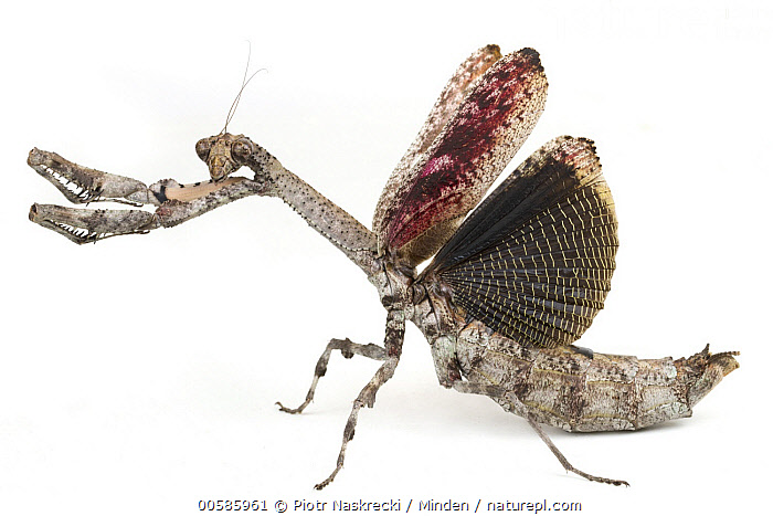 Stock photo of African Twig Mantis (Popa spurca) in defensive posture ...