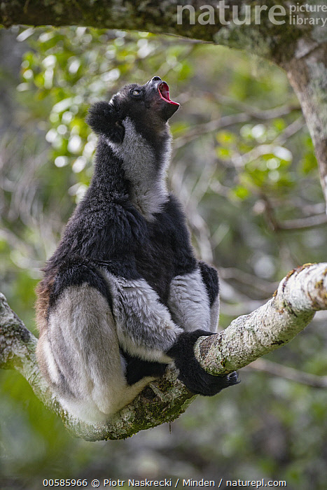 Stock photo of Indri (Indri indri) calling, Maromizaha Reserve ...