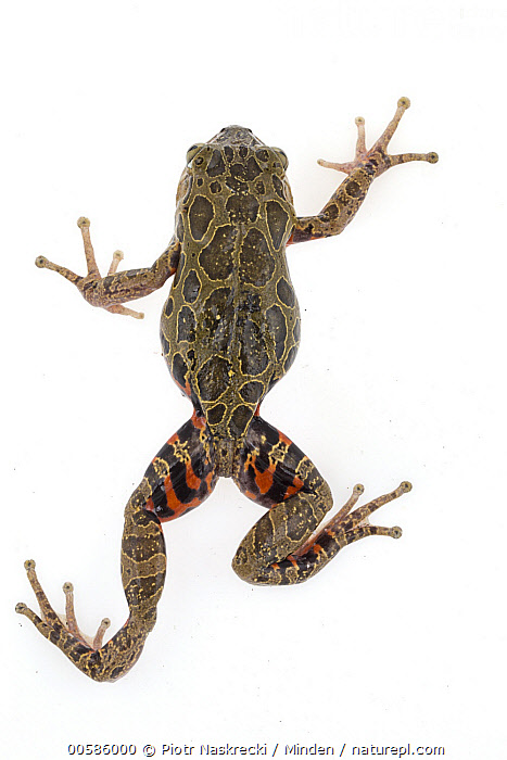 Stock photo of Red-legged Running Frog (Phlyctimantis maculata ...