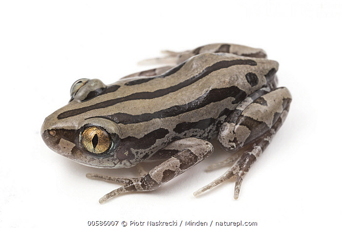 Stock photo of Senegal Running Frog (Kassina senegalensis), Gorongosa ...