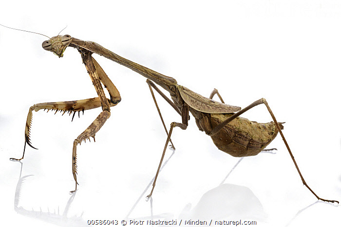 Stock photo of Mantid (Phasmomantis championi), Costa Rica. Available ...