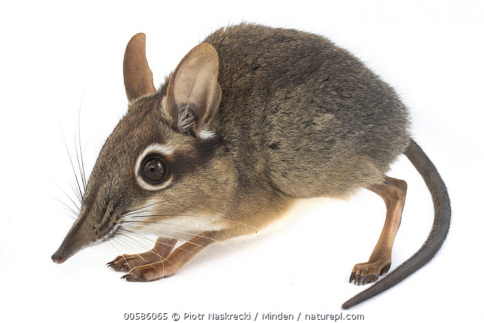 Stock photo of Four-toed Elephant Shrew (Petrodromus tetradactylus ...