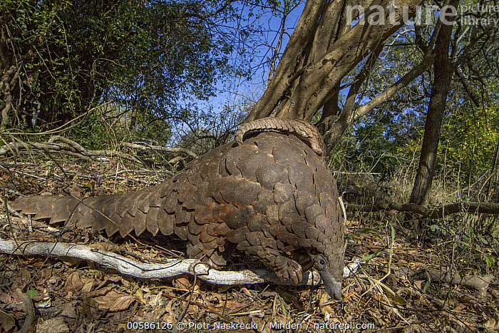 Stock photo of Cape Pangolin (Manis temminckii) mother and young ...