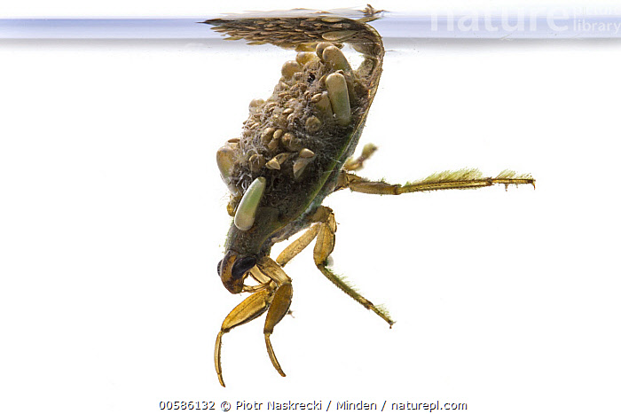 Stock photo of Giant Water Bug (Diplonychus sp) male carrying eggs on ...